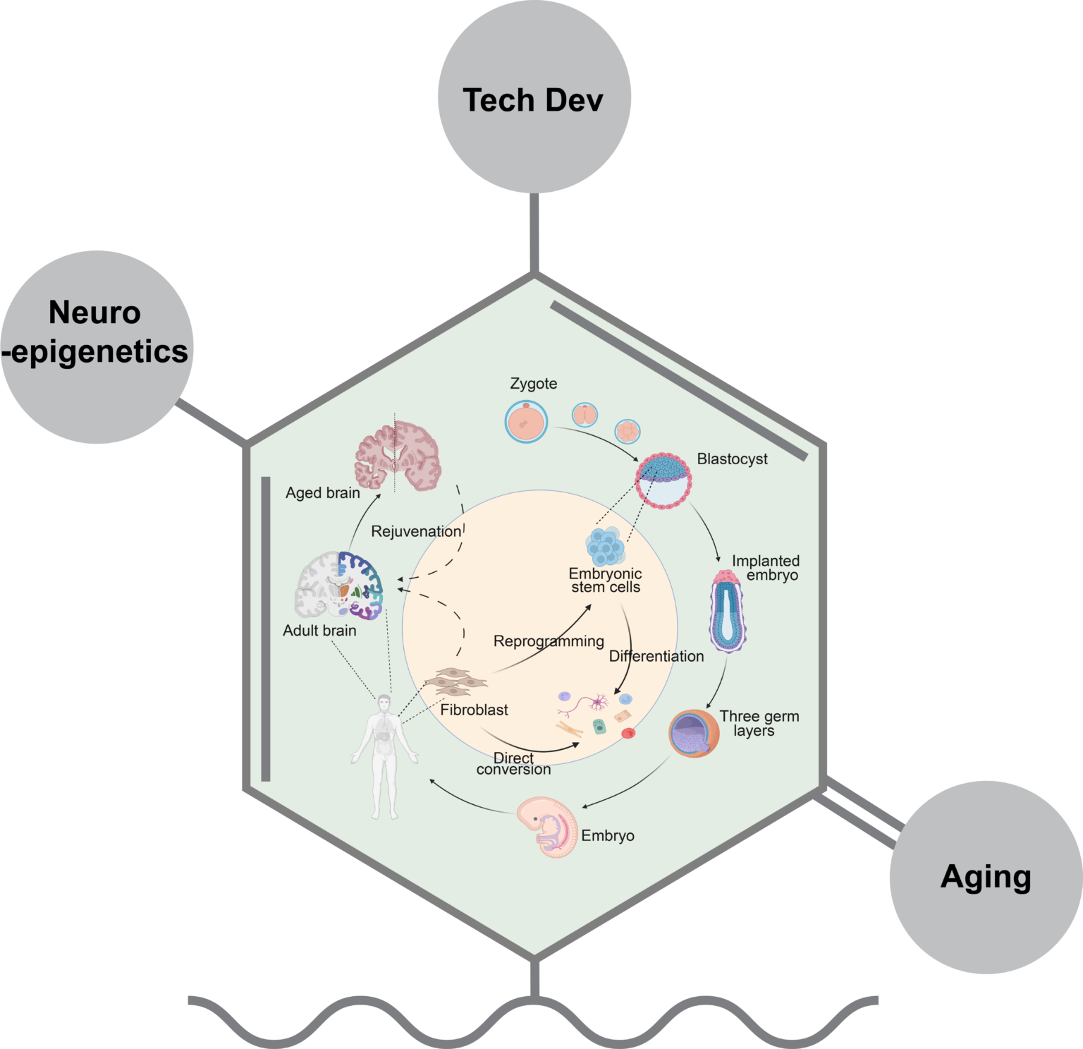Bang-An Wang Laboratory – Van Andel Institute